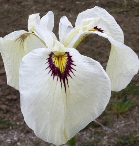 Kosatec č. 109 - Iris pseudata Yukiyanagi | Jezírka Banat