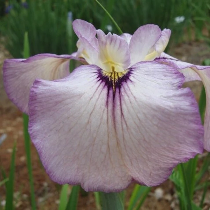 Kosatec č. 128 - Iris pseudata Ause | Jezírka Banat