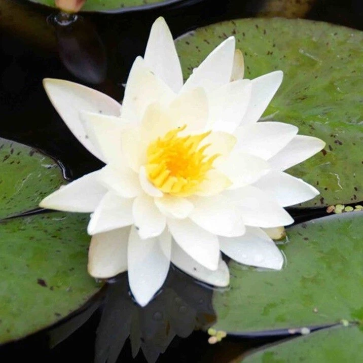 Leknín bílý č. 97 - Nymphaea White | Jezírka Banat