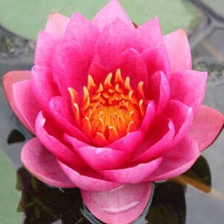 Leknín růžový č. 103 - Nymphaea Pink | Jezírka Banat